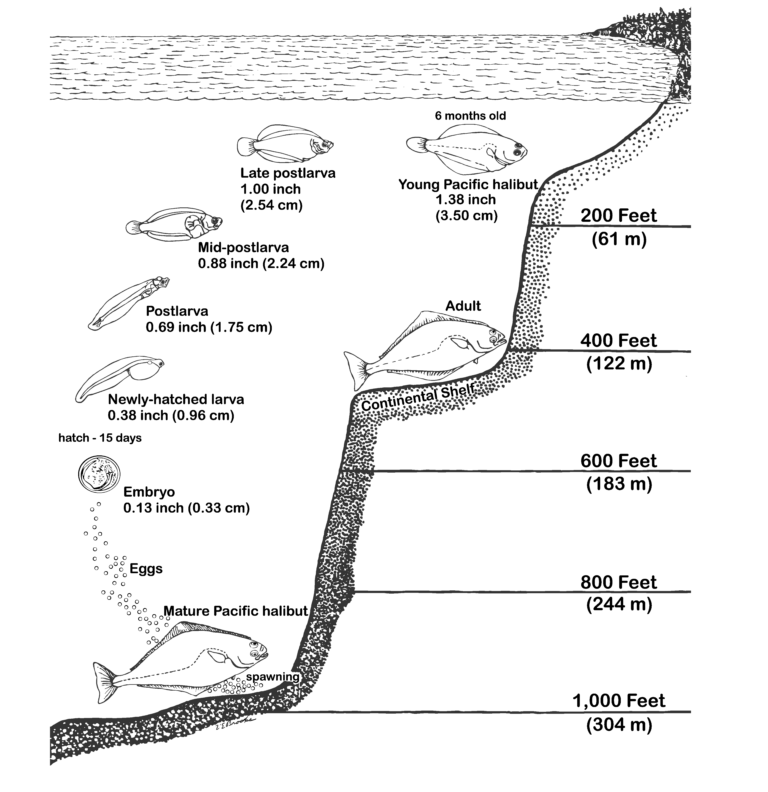 Pacific Halibut (Hippoglossus stenolepis): Stock Status and Biology - IPHC