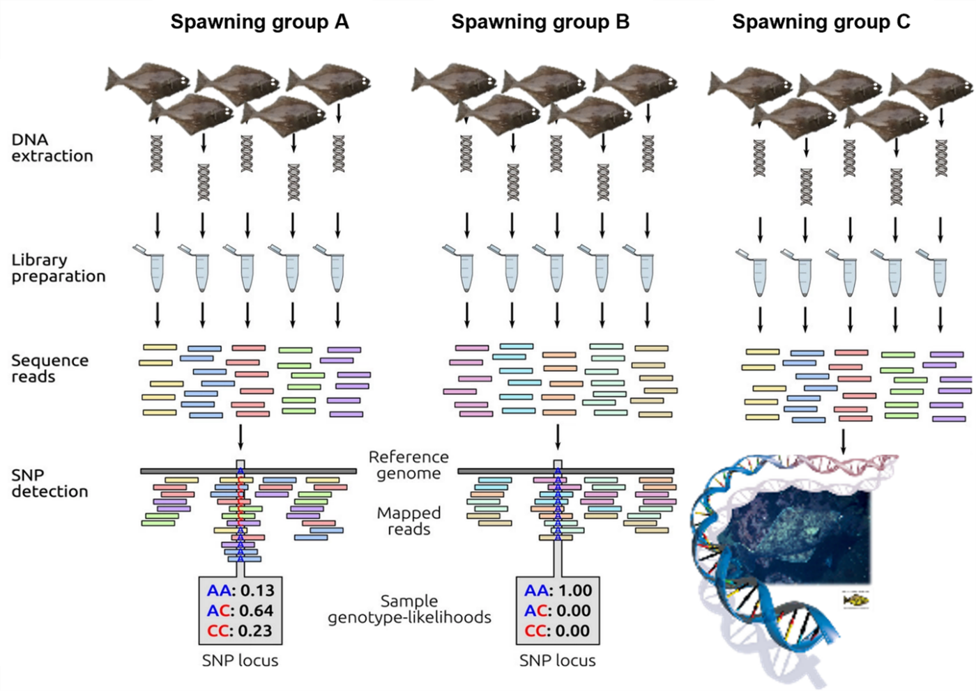 Population genomics - IPHC