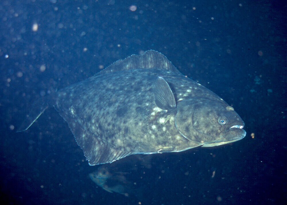Pacific Halibut (Hippoglossus stenolepis): Stock Status and Biology - IPHC