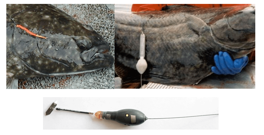 Tag Recovery and Reward - IPHC