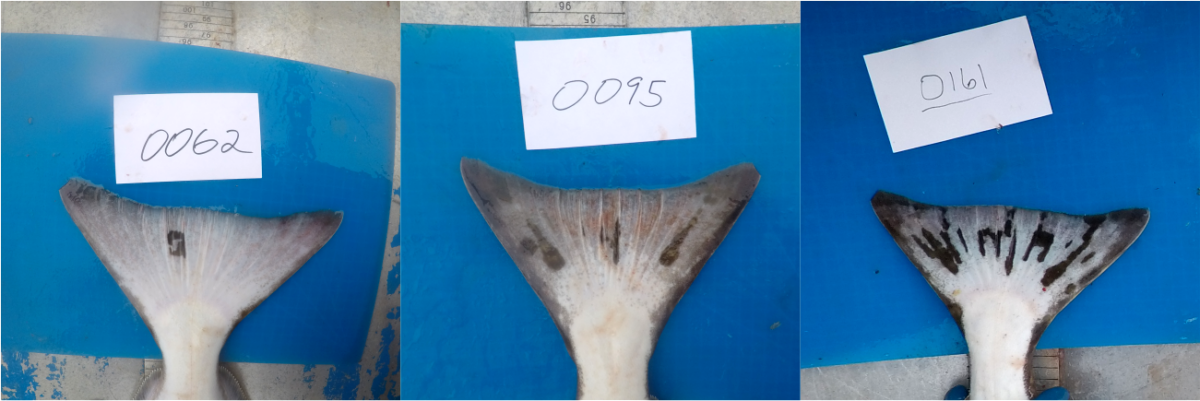 Tail Pattern Recognition - IPHC